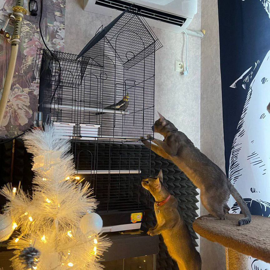 Абесинские котята