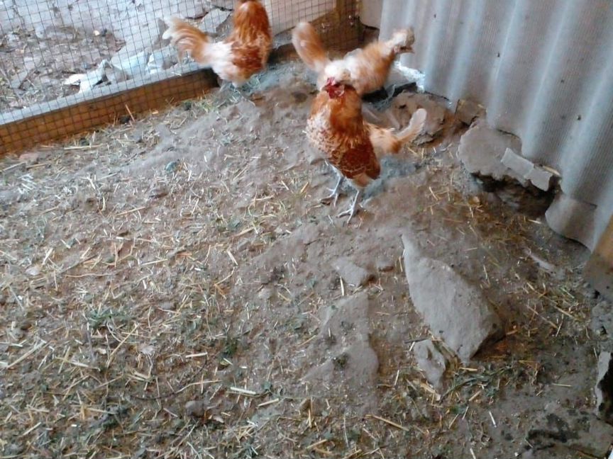 Птицы падуаны