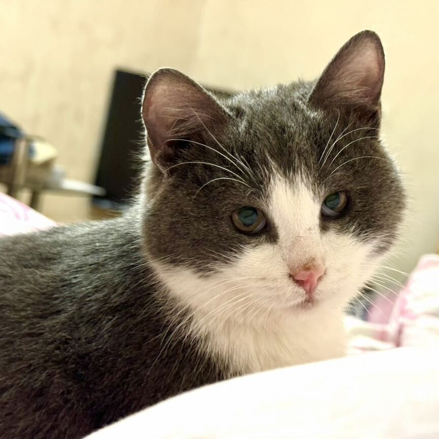 Отдам в добрые руки котенка