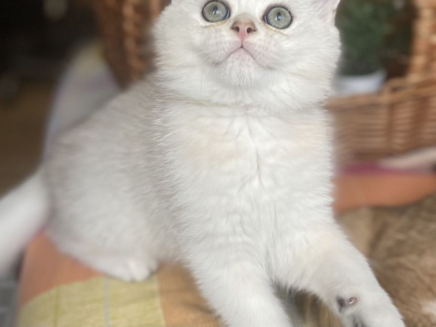 Шотландский котик Каспер