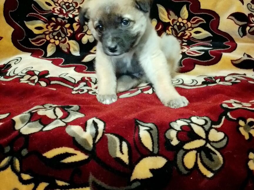 Отдам кутенка в хорошие руки. Краснослободск