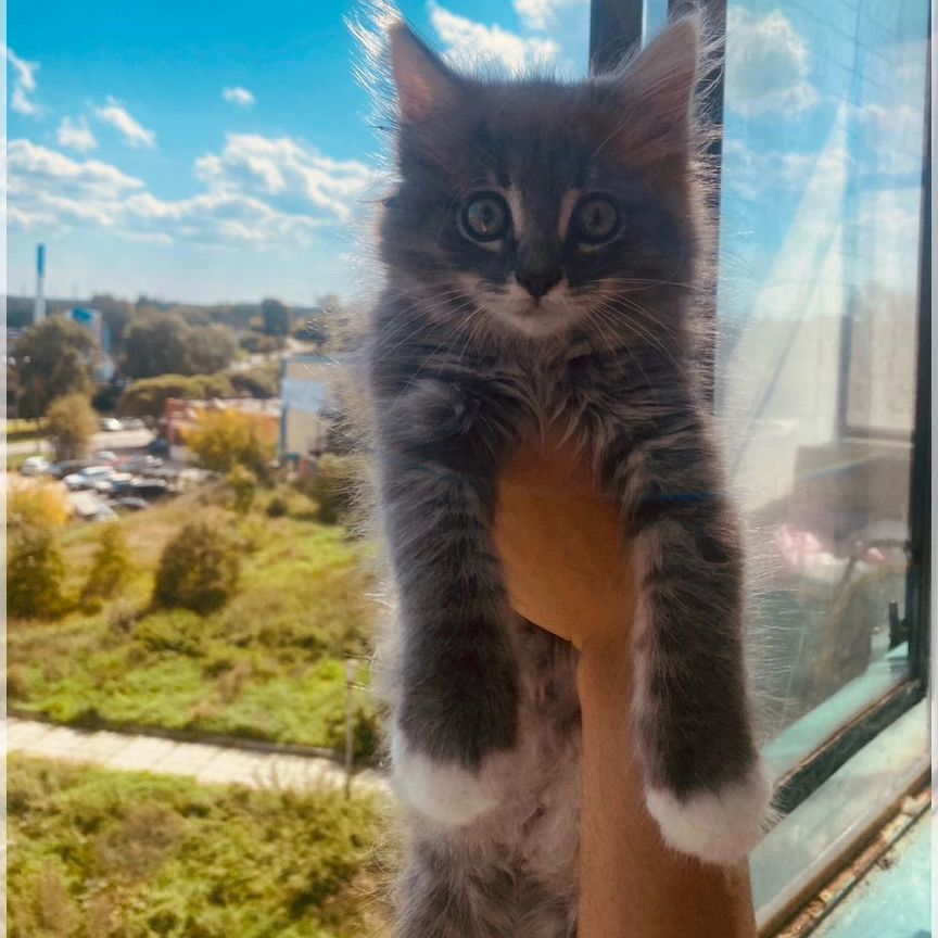 Котенок