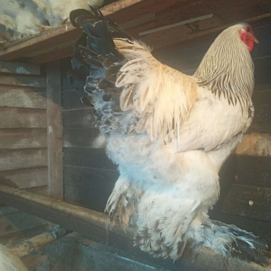 Петух брама на племя