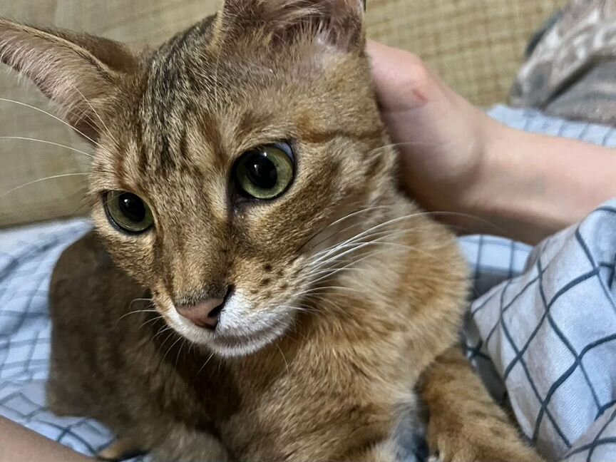 Кошка Каракет