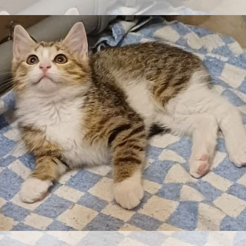 Котёнок в добрые руки