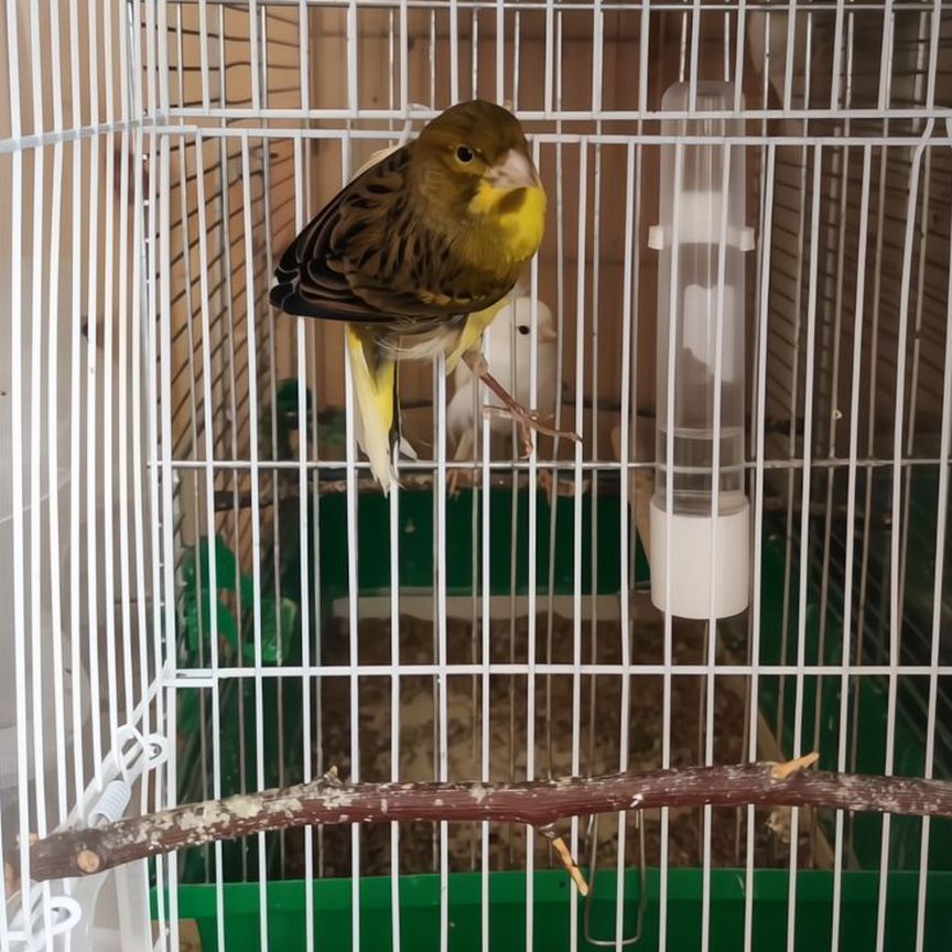 Кенар овсяночного напева