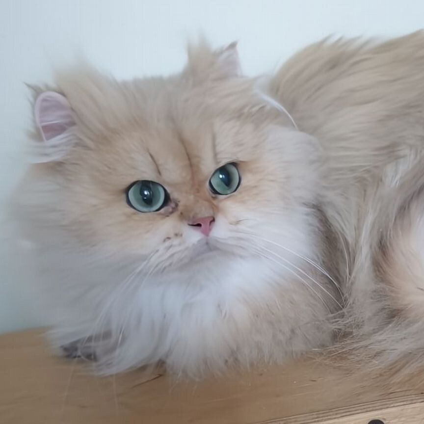 Британская длинношёрстная кошка, взрослая