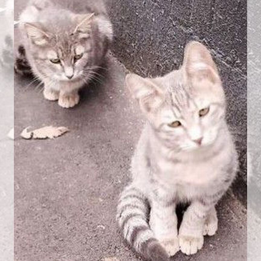 Кошки котята на улице мёрзнут