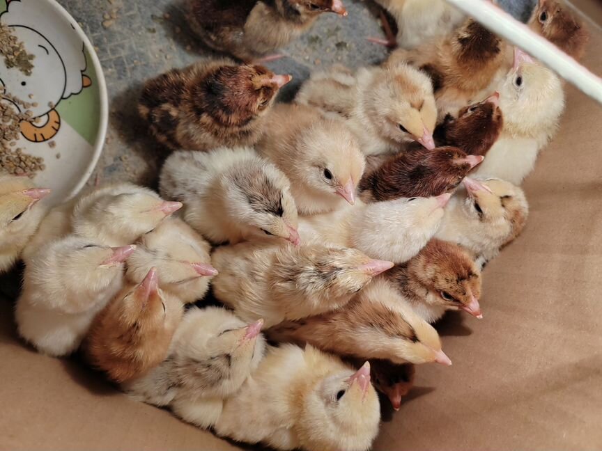 Цыплята кучинские и загорские