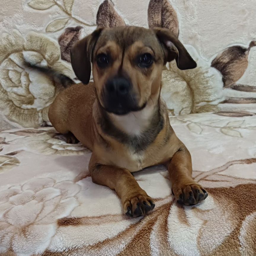 Таксамоп. Отдам в добрые руки. Найденыша