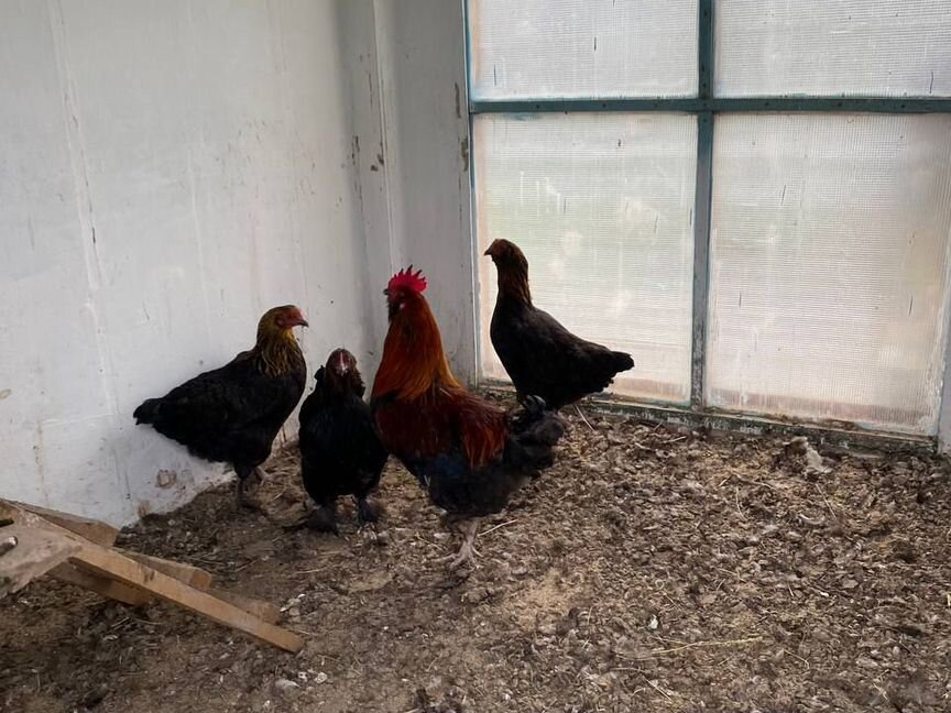 Фавероль куры