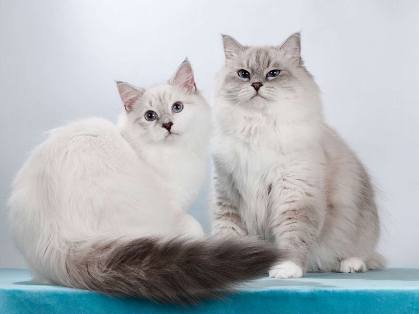 Котенок невский маскарадный.Питомник