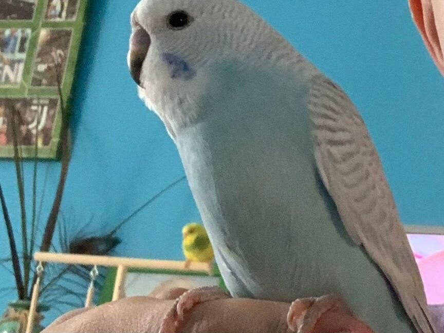 Волнистый попугай