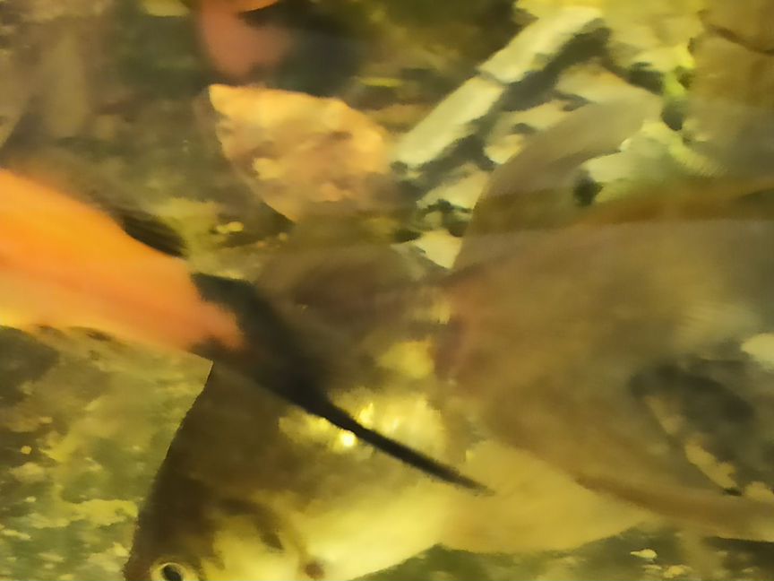 Элитные разные золотые рыбки. И полинезия lira