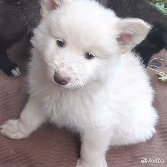 Щенок ищет семью 1.5 м