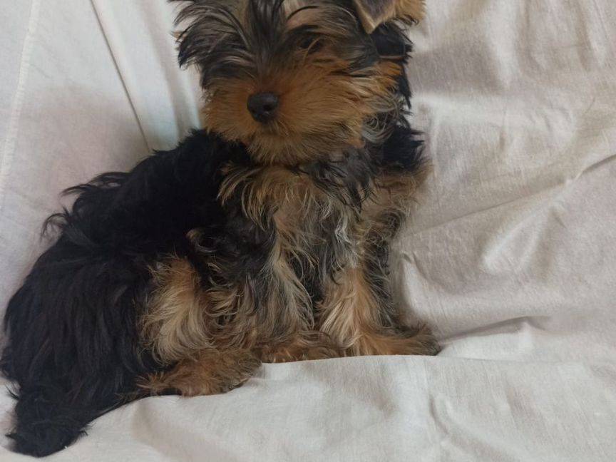 Йорк - верный друг