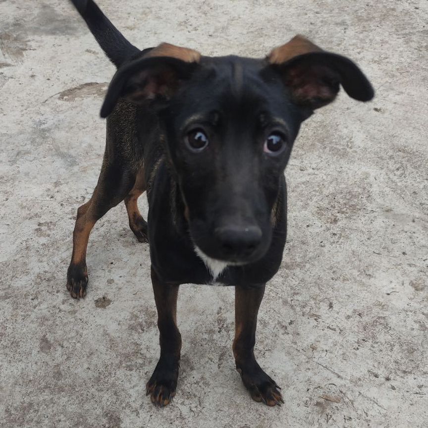 Щенок в добрые руки