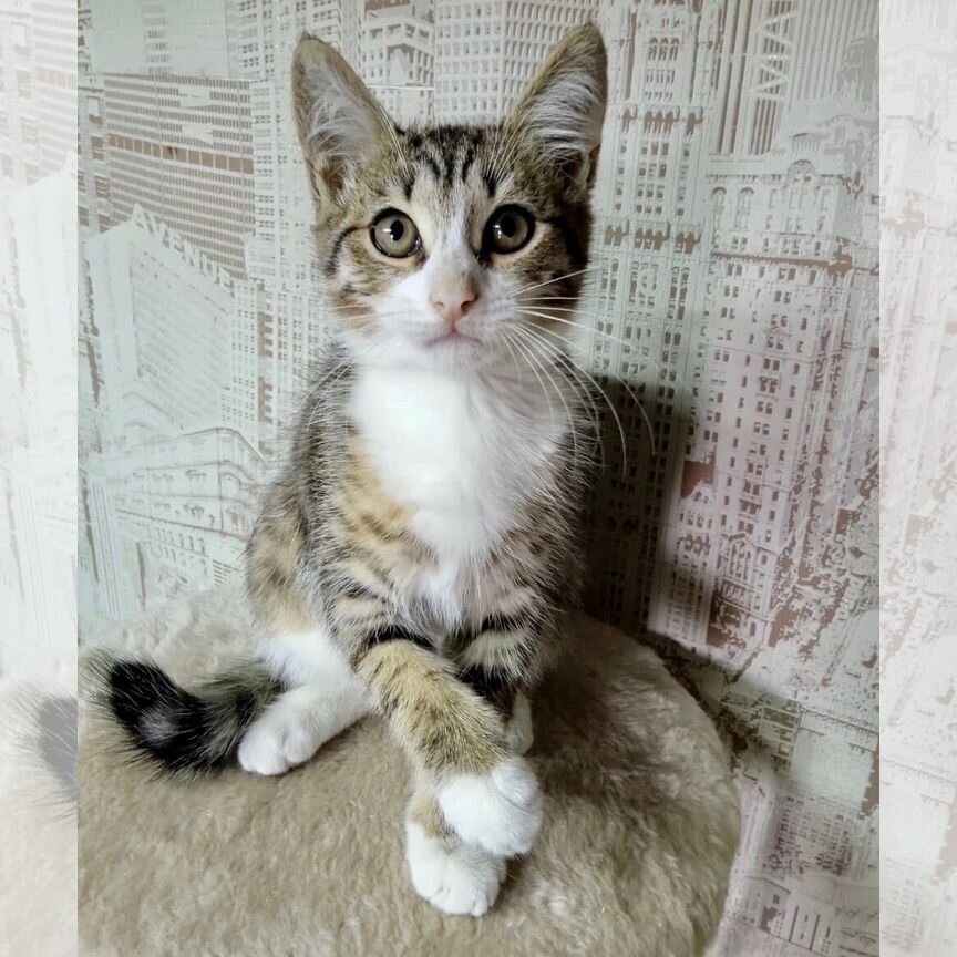 Славный мальчишка Полосатик ищет хозяев