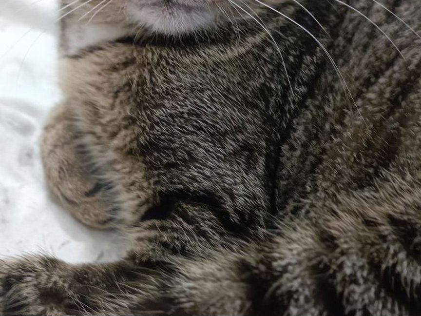 Кошка