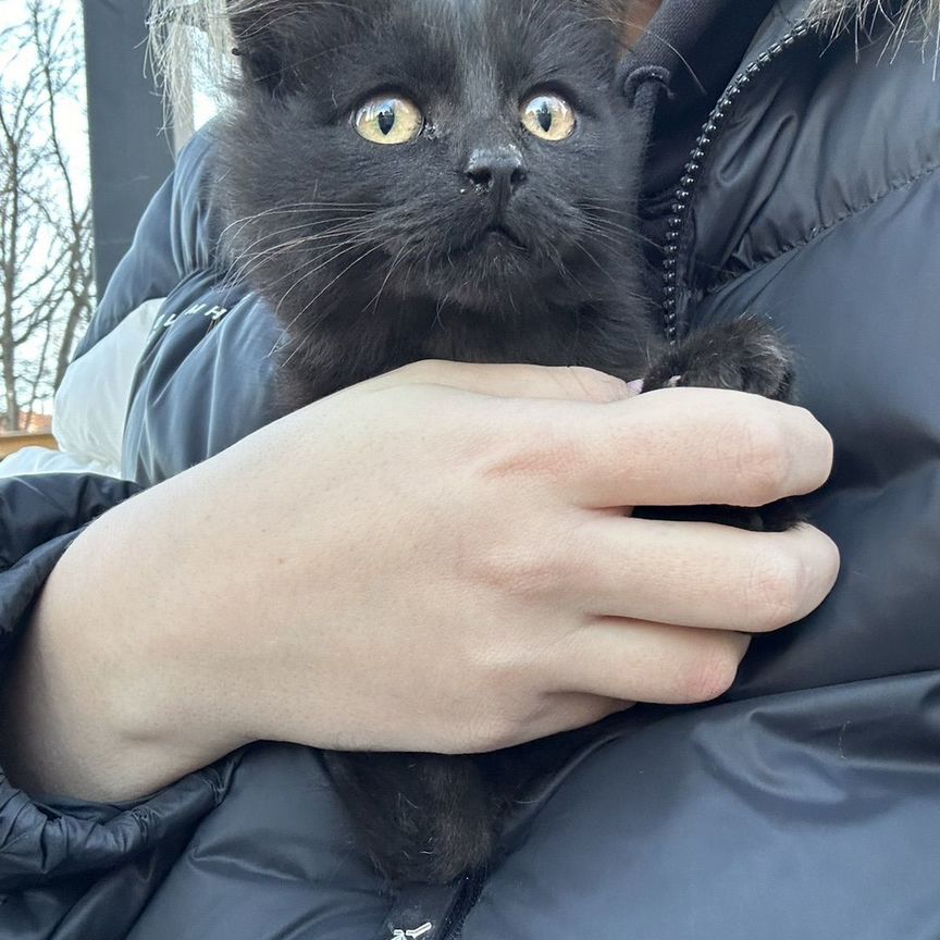 Котеночек