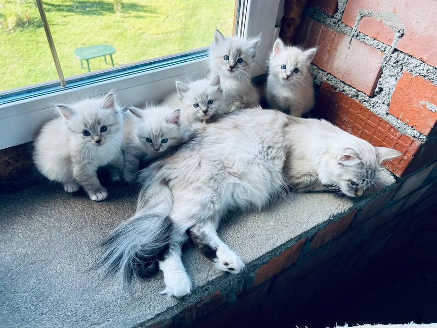 Невские маскарадные котята