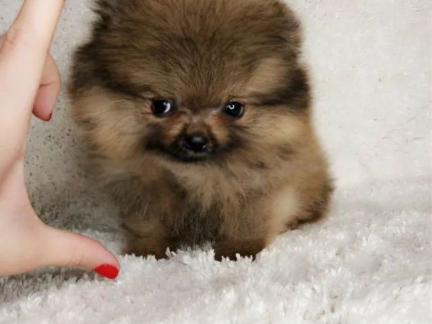 Померанский шпиц медвежьего типа