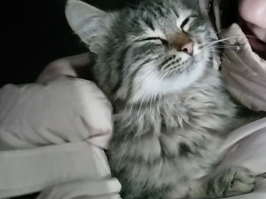 Серый ласковый котик ищет дом в Азове