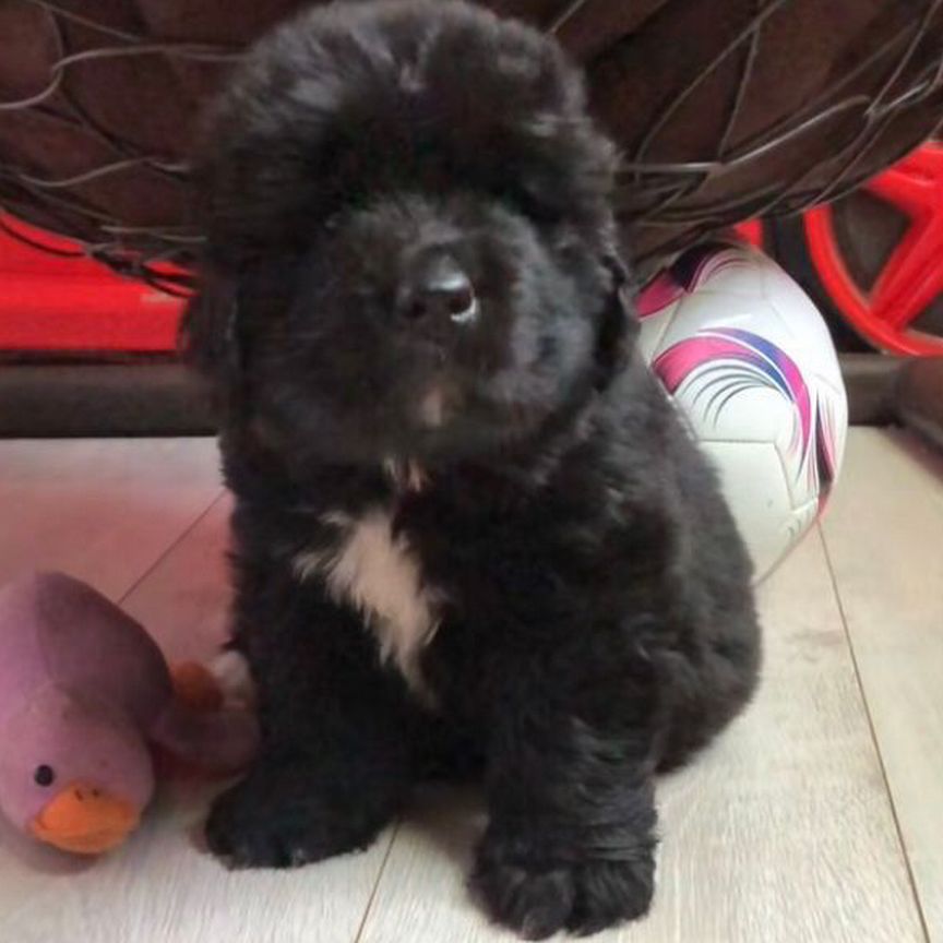 Ньюфаундленд, щенок