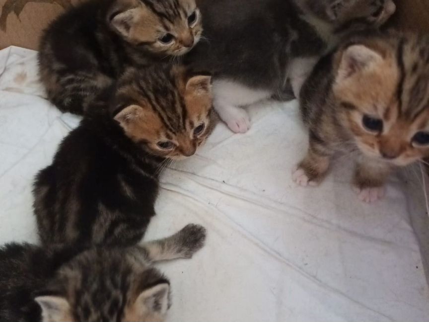 Отдам в добрые руки