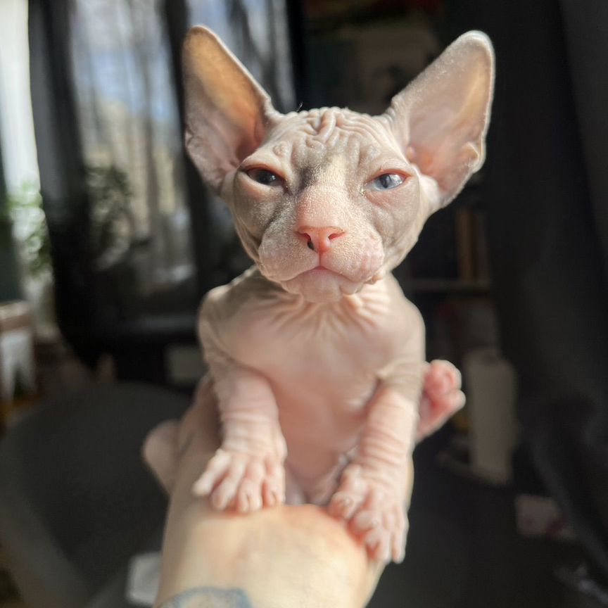 Донской сфинкс котёнок