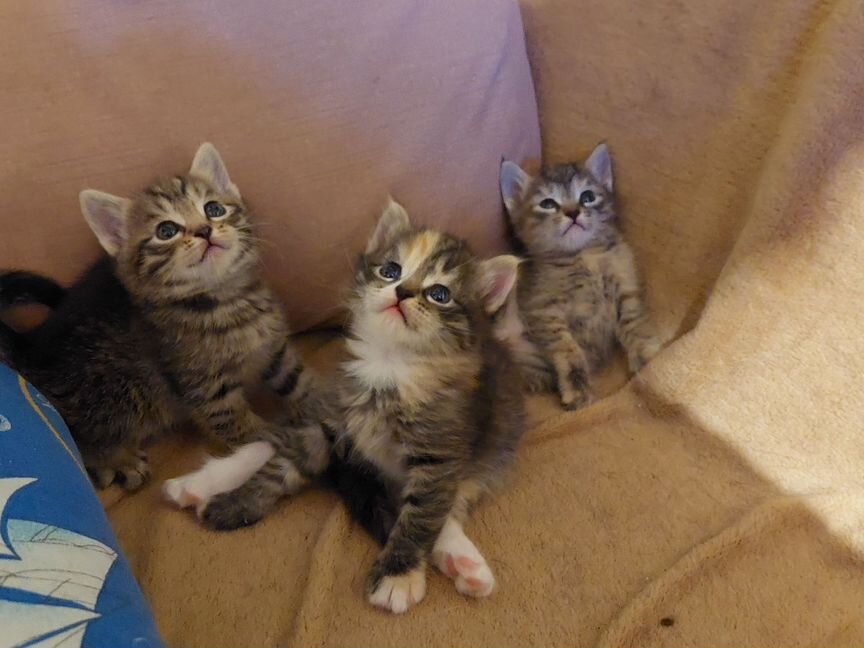 Котята в добрые руки