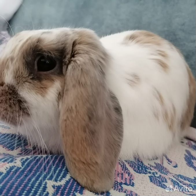Продам декоративного кролика