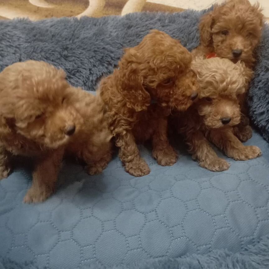 Той-пудель, щенок