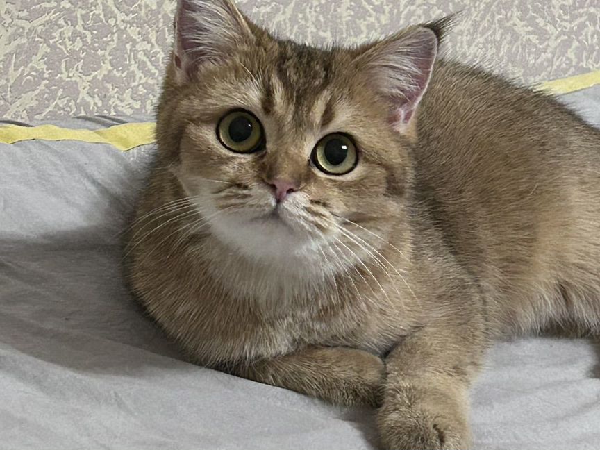 Кошка золотая шиншилла
