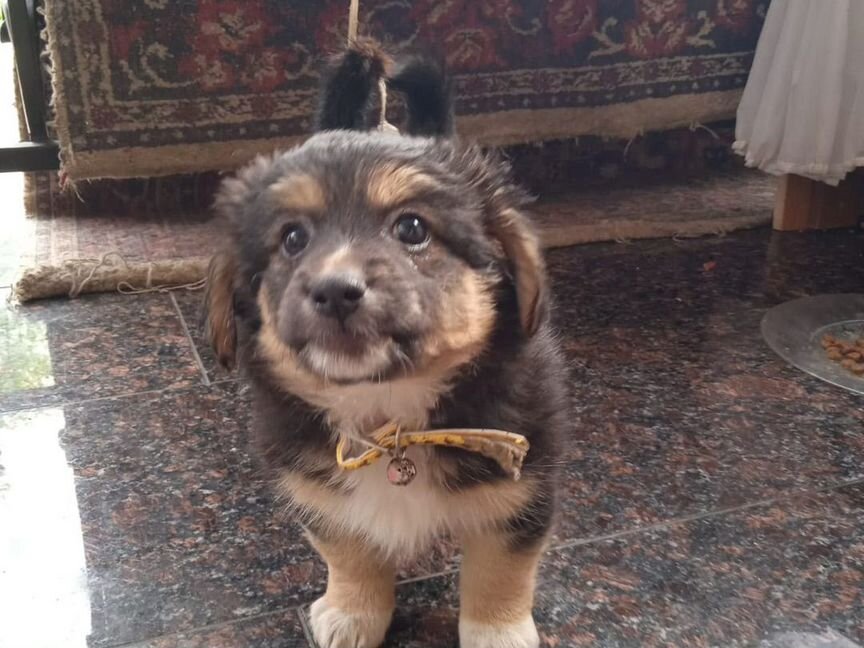 Щенок девочка