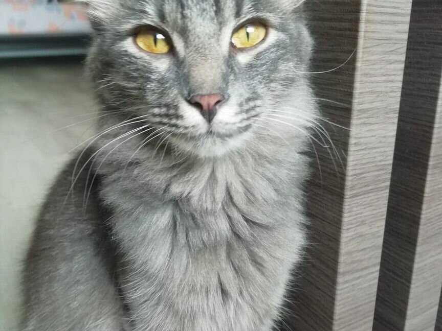 Котик 1 год отдаю