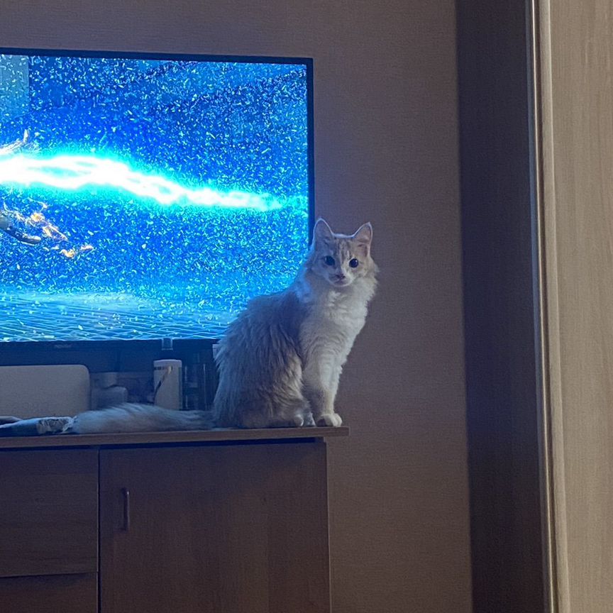 Кошка помесь мейкуна