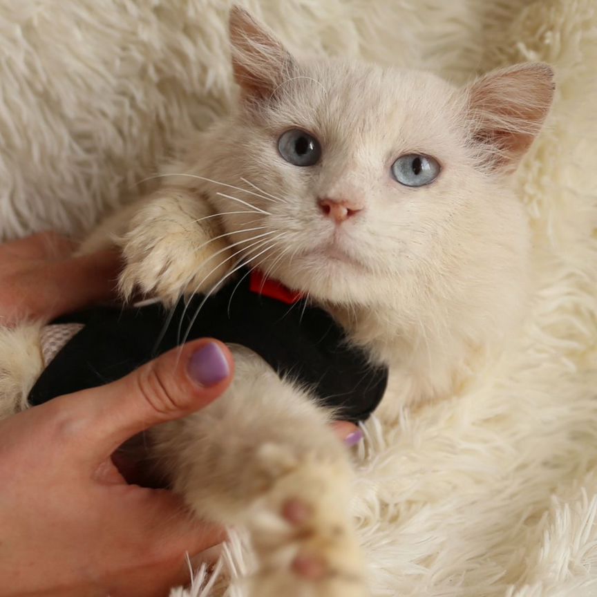 Взрослый кот в добрые руки