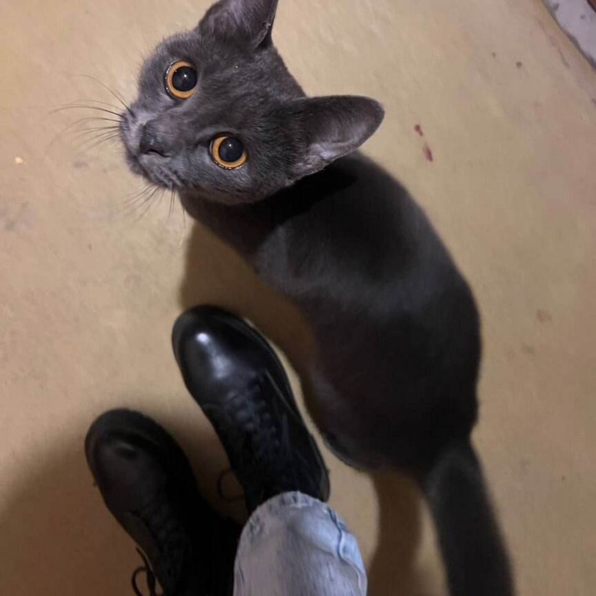 Кошка котенок
