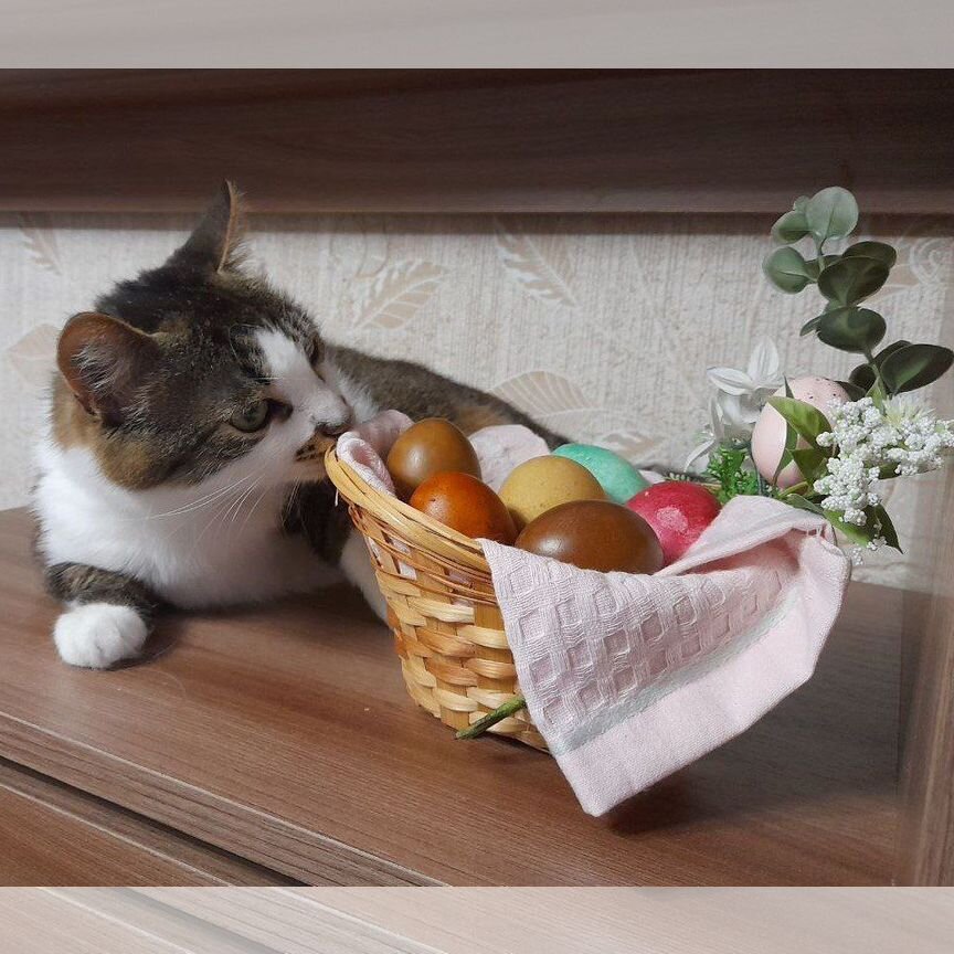 Кот Маркиз, благородный индивидуалист