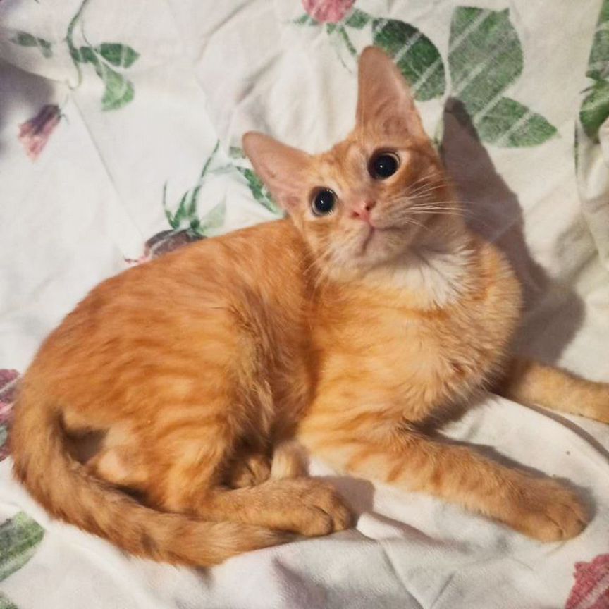 Котенок Кевин