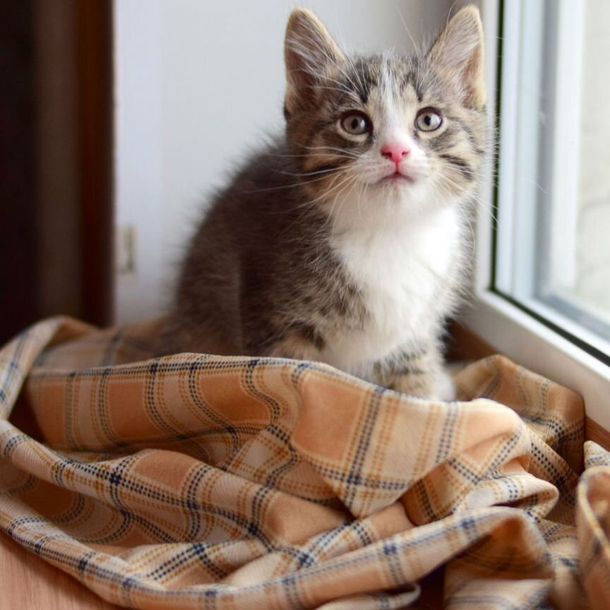 Котёнок в добрые руки