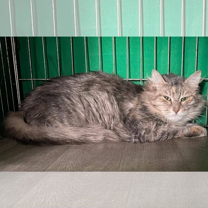 Кошка в добрые руки