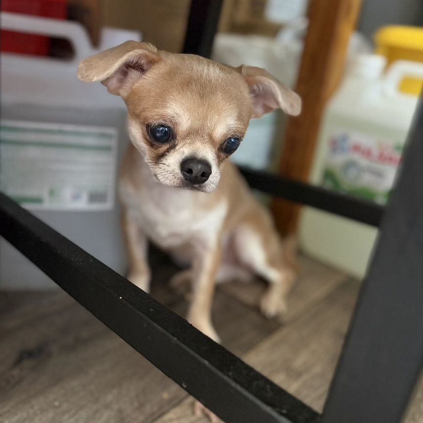 Чихуахуа, взрослый пёс