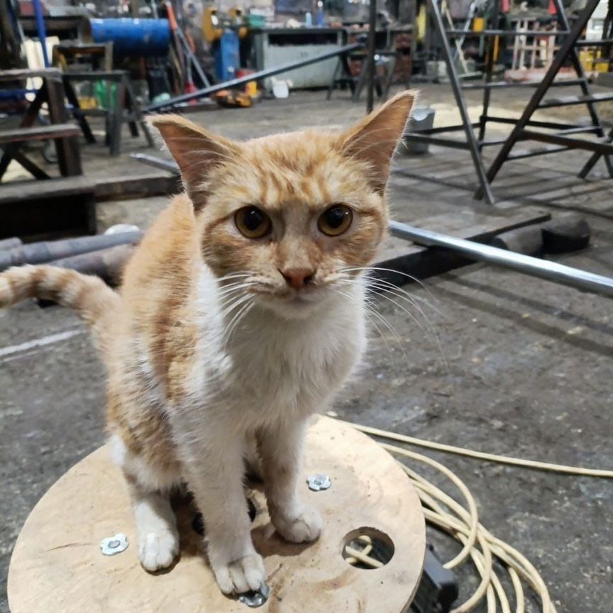 Взрослая, Девочка кошка в добрые руки