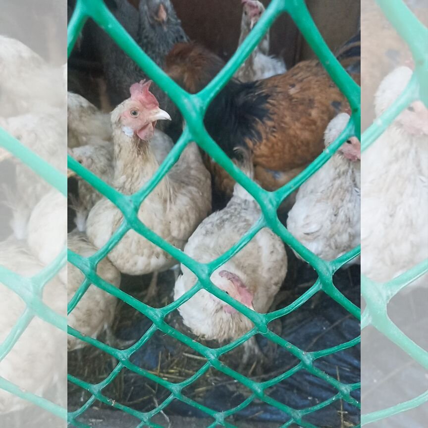 Куры несушки Коралл