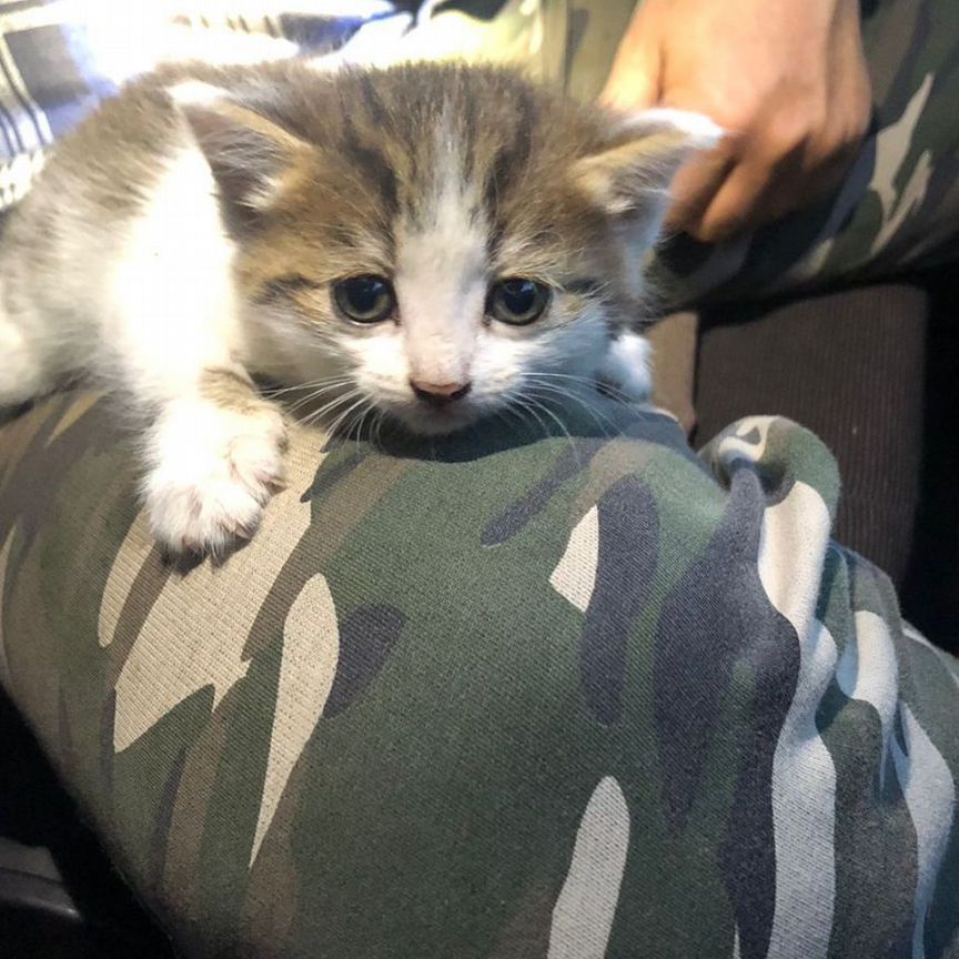 Котёнок в добрые руки