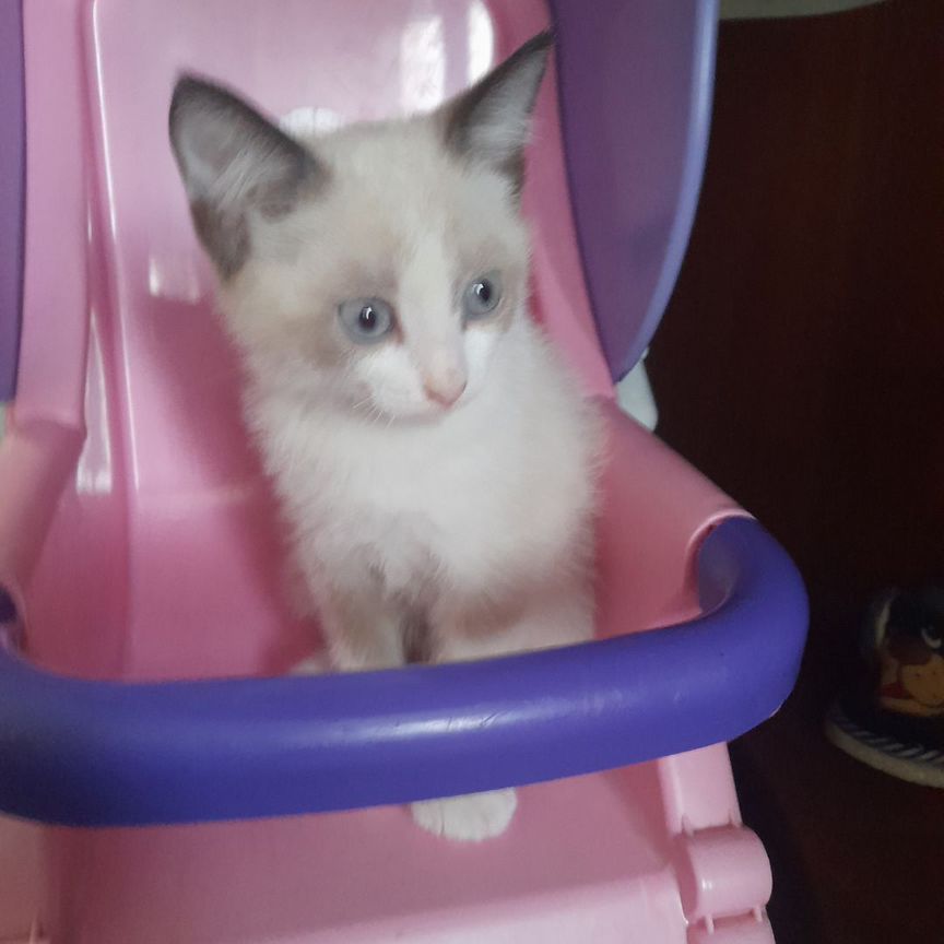 Продам котенка