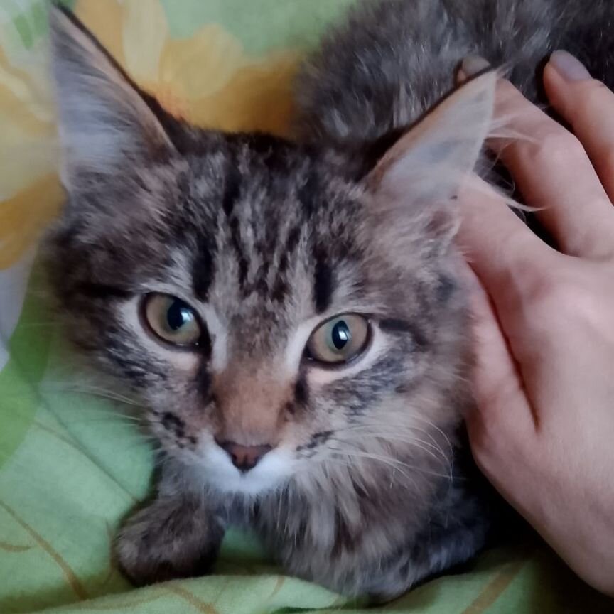 Котёнок в добрые руки