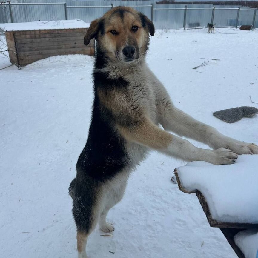 Взрослый пёс в добрые руки